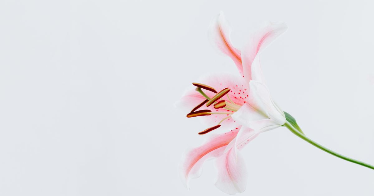 Lily of My Heart – Immaculate Conception | A Nun's Life Ministry