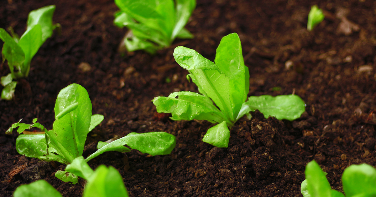 A garden view | A Nun's Life Ministry